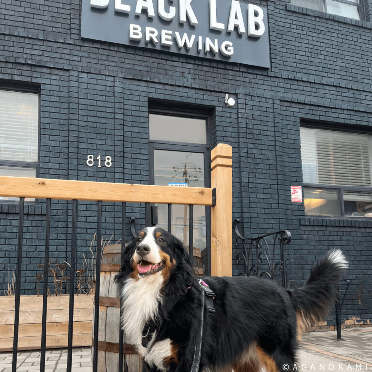 トロントで犬とおでかけ Black Lab Brewingさんへ｜あがの犬暮らしinCANADA